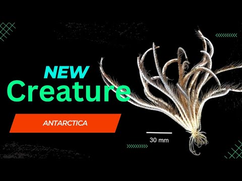 New “CREATURE” found in Antarctica | 20 arms Creature | Strawberry ...
