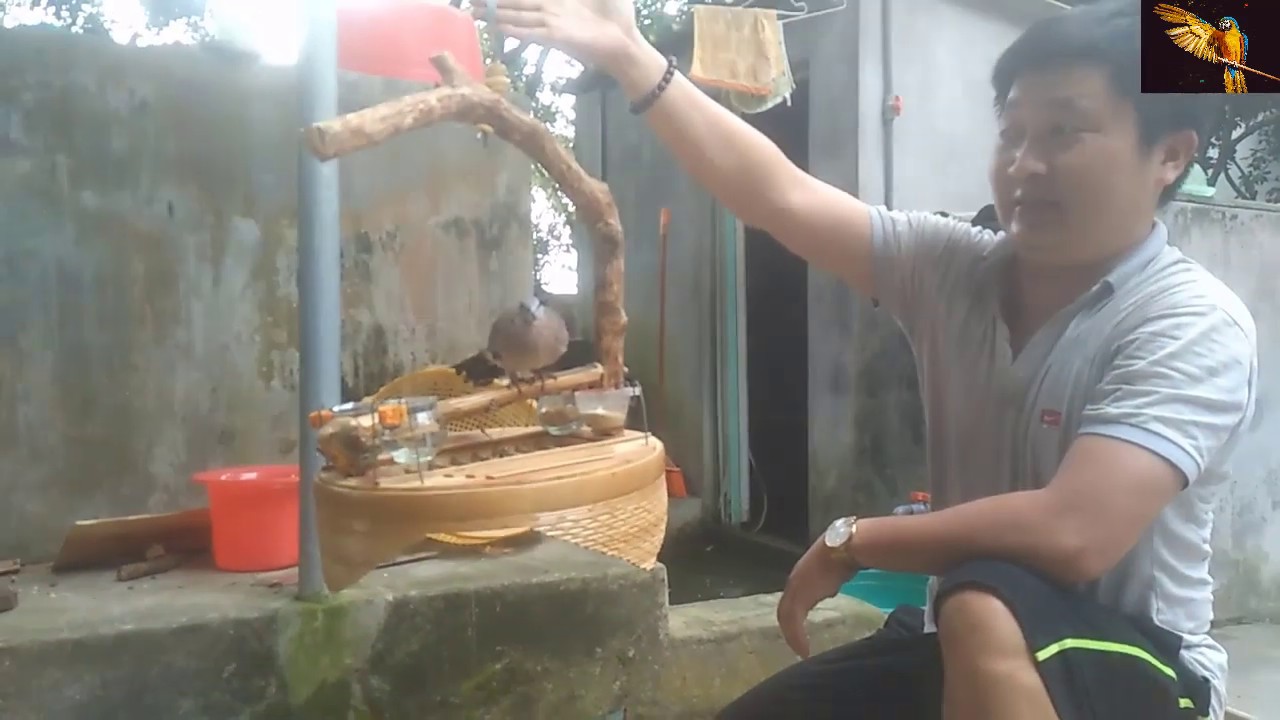 cách làm lồng chim cu gáy trần đơn giản và đẹp từ lòng cũ - YouTube