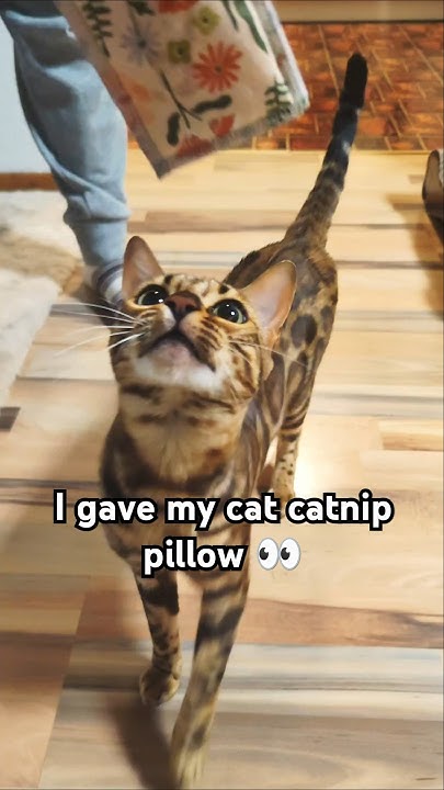 I give my cat catnip pillow 😵‍💫 #catnip #toy #cat #reaction #funnycats #funnyanimals #shorts # ...