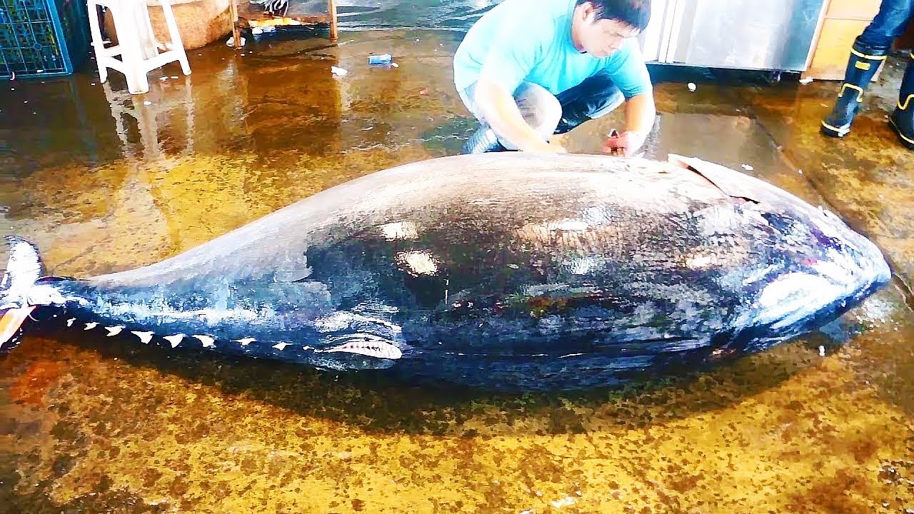 Satisfying Knife Skills - Over 400 kg Giant Bluefin Tuna Fast and ...