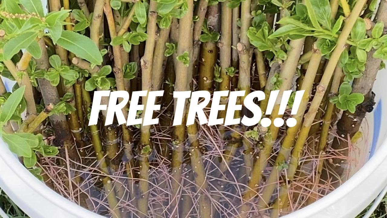 CUTTINGS 101: How to prepare and plant cuttings for free trees and ...