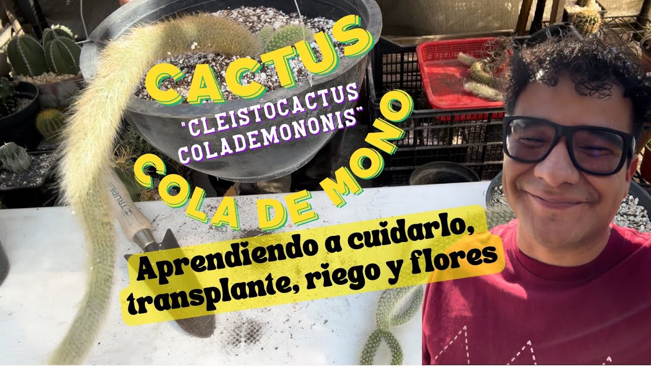 Cactus Cola de Mono "Cleistocactus Colademononis" - Cuidados, Tips ...