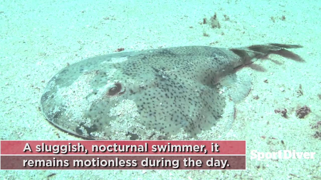 Lesser Electric Ray: Did You Know? - YouTube