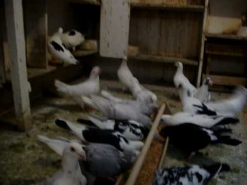 POMBOS ORNAMENTAIS SHOW HOMMERS E DRAGOES. - YouTube