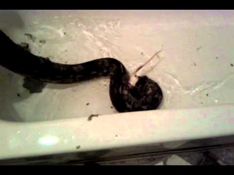 10 foot Reticulated Python Feeding - YouTube