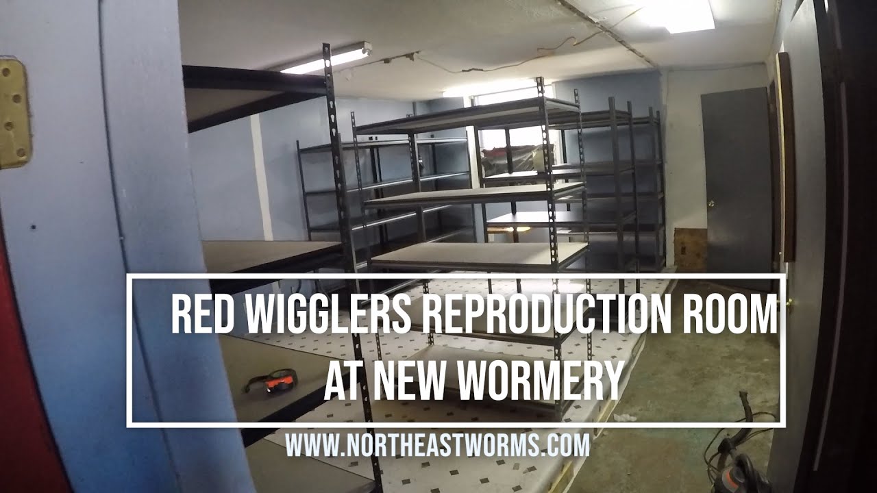 Red Wigglers reproduction room at the new wormery. Let's me show you my ...