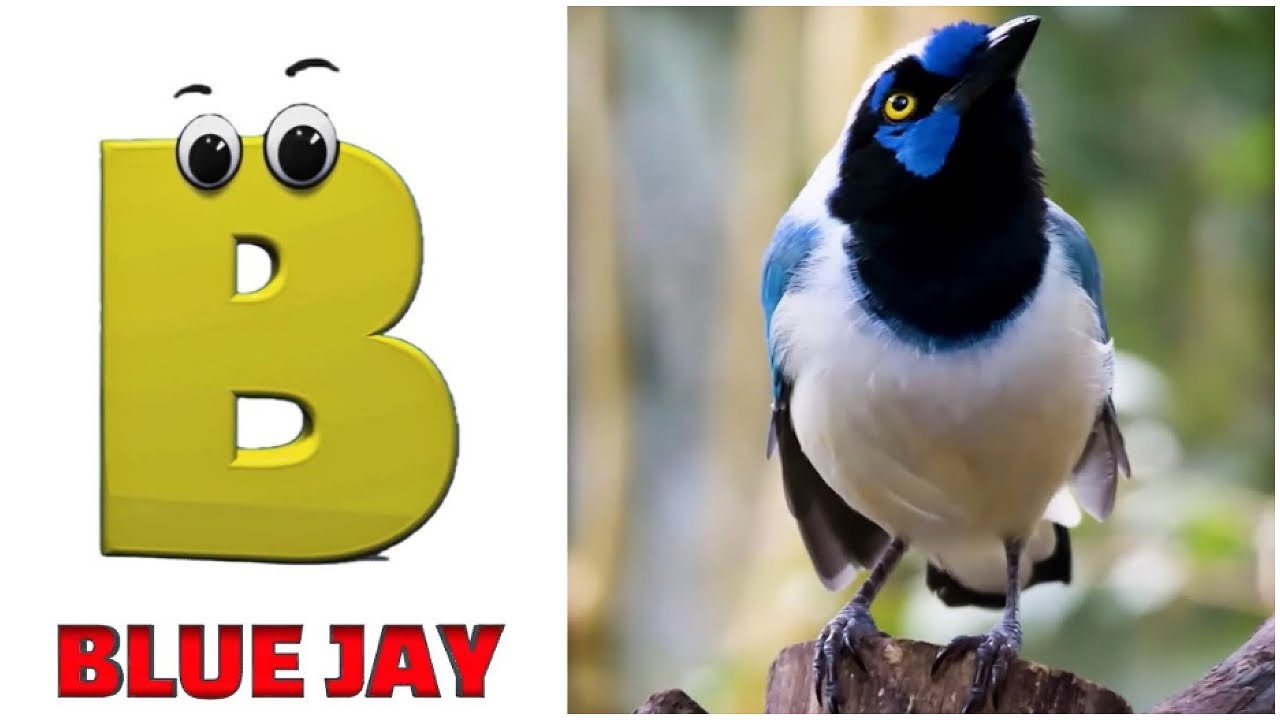 ABC Song | Birds ABC Song | Phonics for Kids | Baby Alphabet Letters ...