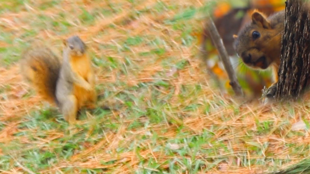 Louis Duvall | When Squirrels Attack! - YouTube