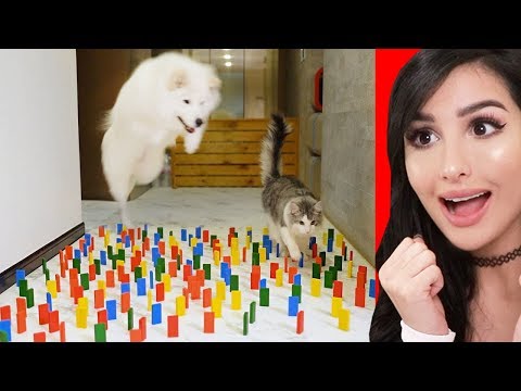 Trying Tik Tok Dog Challenges