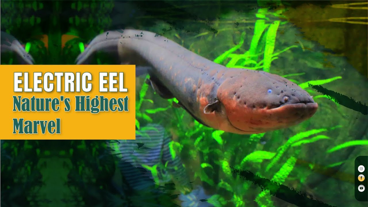 Nature's Highest Marvel: Electric Eel | Beastly Bunch - YouTube