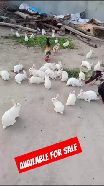 Fancy Rabbits for sale In Lahore #rabbit - YouTube