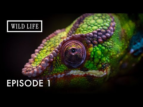 The Story of Nature’s Color-Shifting Hunters | Chameleons Of The World | Episode 1