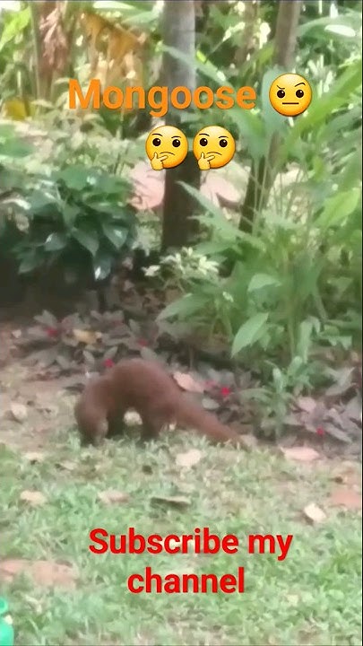 mongoose finding food 🍲 by digging the ground to find insects ##🤔 - YouTube
