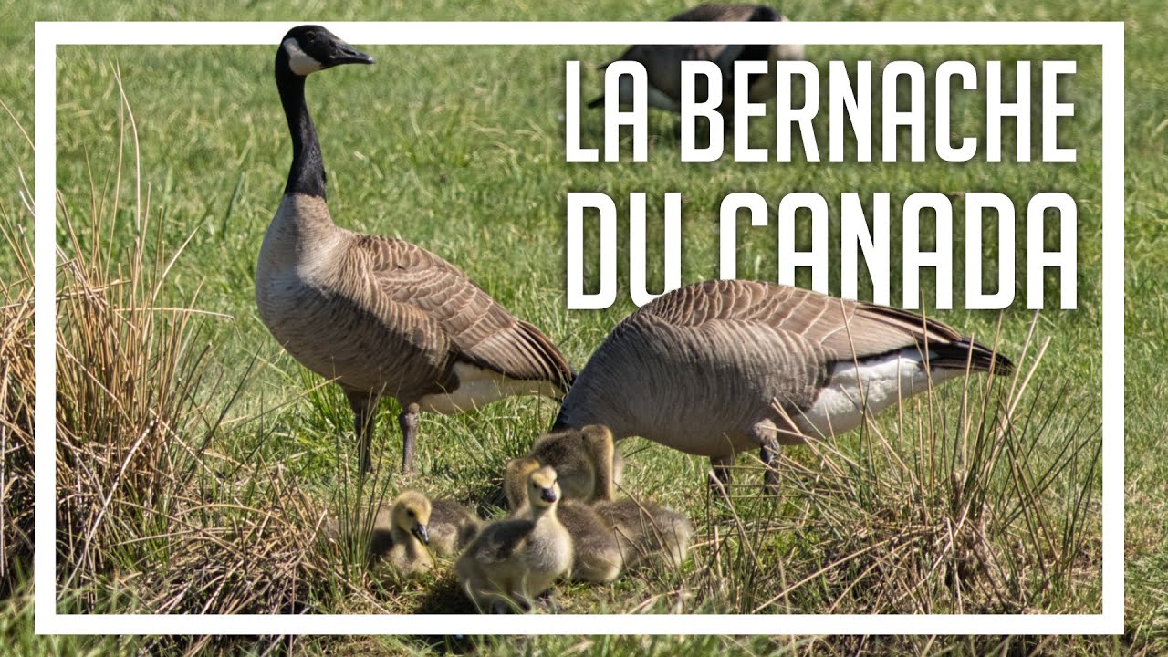 La Bernache du Canada (vidéo musicale) - YouTube