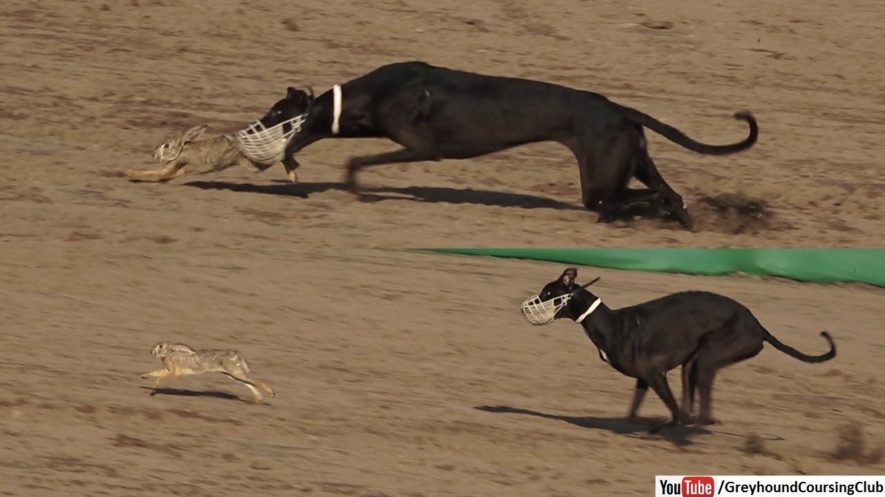 speed hound chasing hare - YouTube