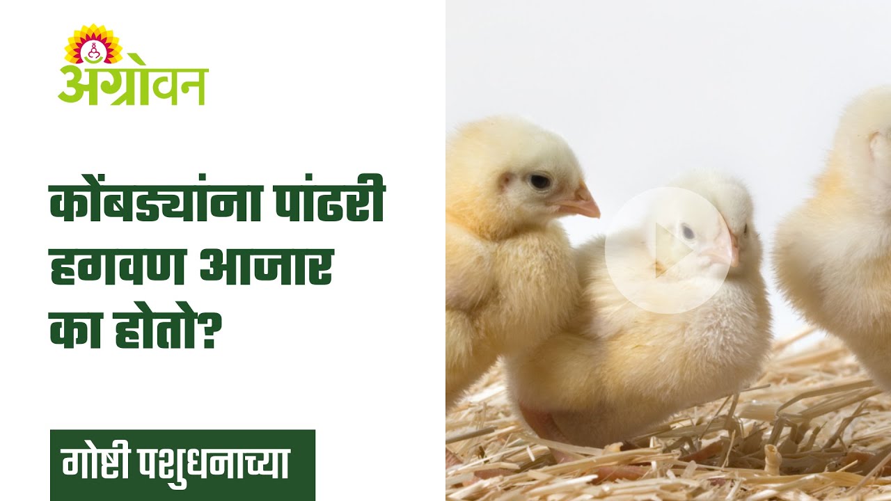 Poultry diseases : कोंबड्यांतील पांढरी हगवण आजाराची लक्षणे, कारणे काय ...