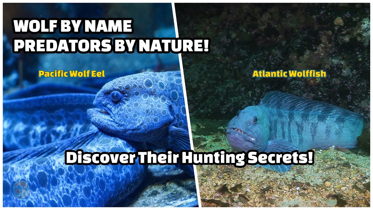 Epic Ocean Showdown: Atlantic Wolffish vs. Pacific Wolf Eel! - YouTube