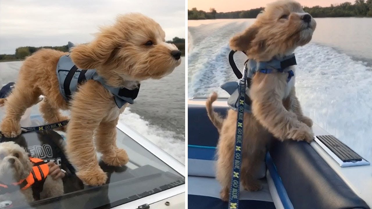 Do Dogs Like Boats