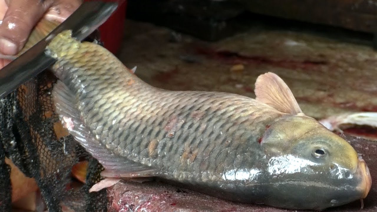 Amazing Gold Big Curp Fish Cutting 2020 | Fish Slicing Perfect Curp ...