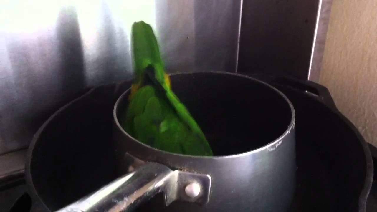 how to make parrot stew - YouTube