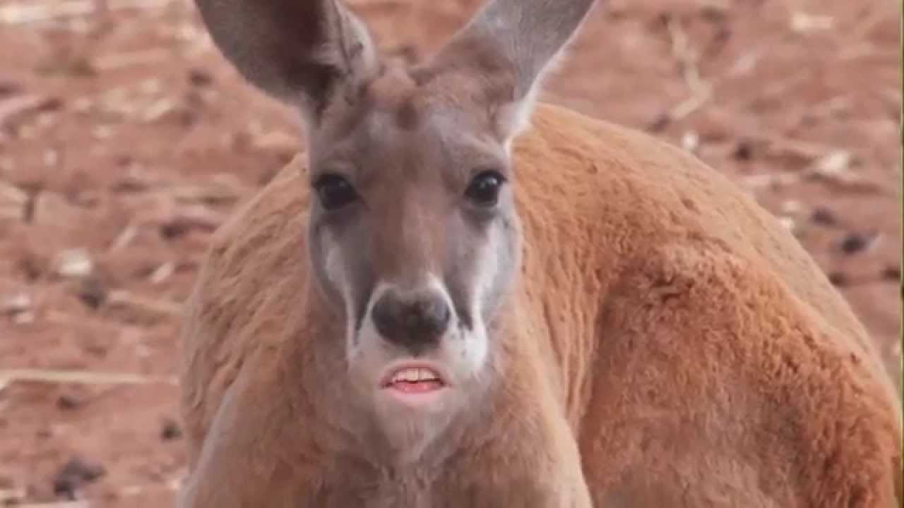 This talking Kangaroo has had enough! - YouTube