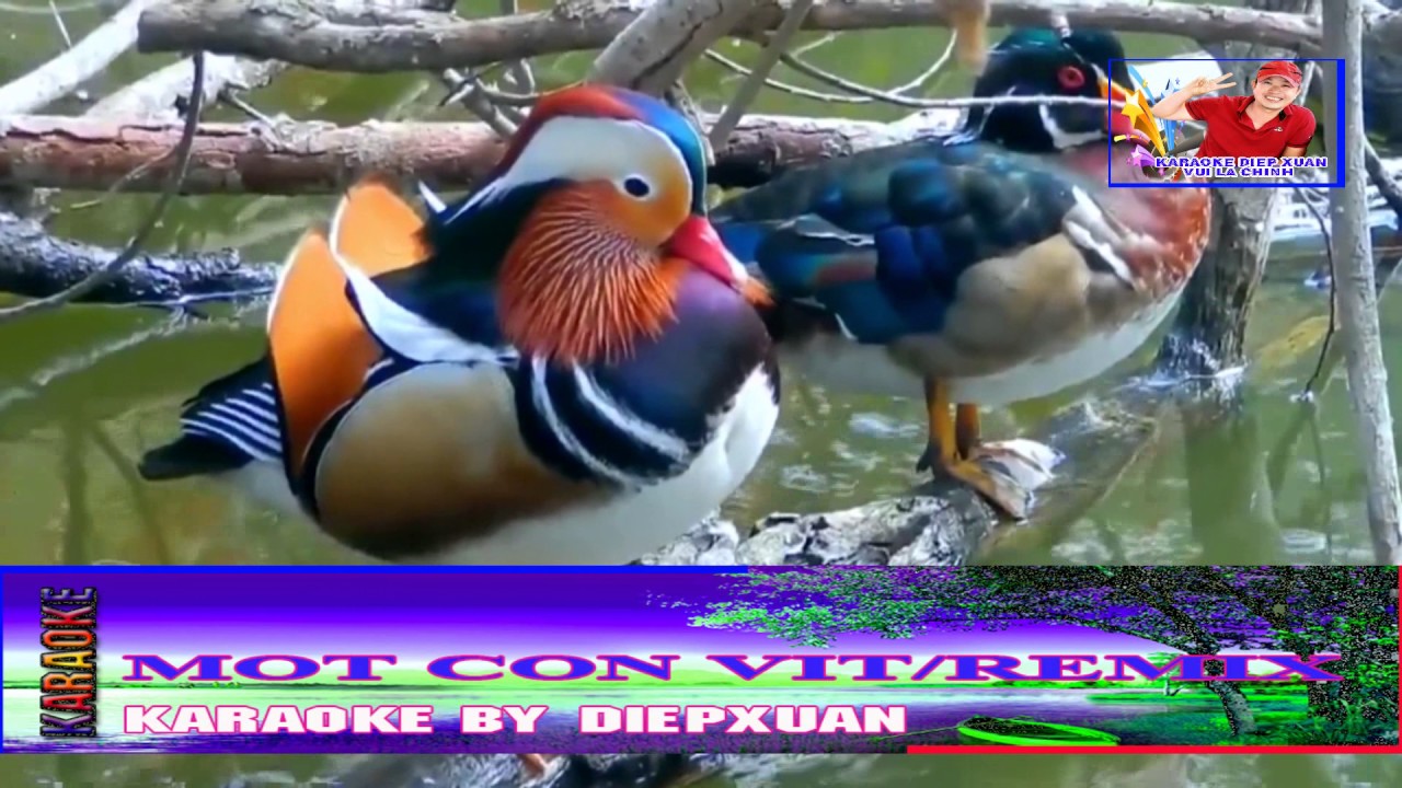 karaoke|mot con vit|nhac thieu nhi|remix - YouTube