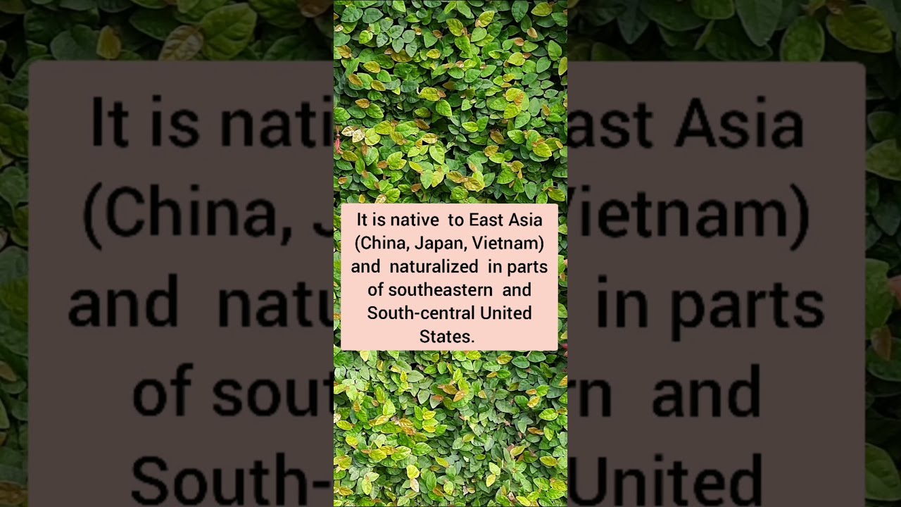 Ficus pumila, Creeping fig,climbing fig,Chipkali bel,छिपकली बेल - YouTube