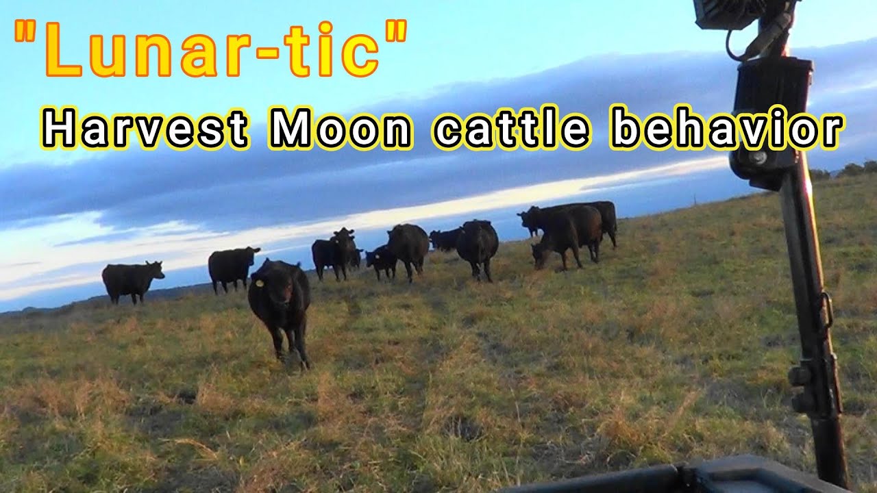 "Lunar-tic" Harvest Moon cattle behavior - YouTube