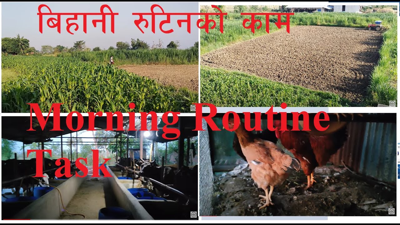 #Grass#Cultivation in farm #Routine work in farm #RN Pasupalan Farm # ...