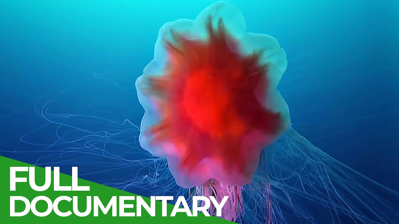 The North Sea - Nature Paradise in the Heart of Europe | Free ...