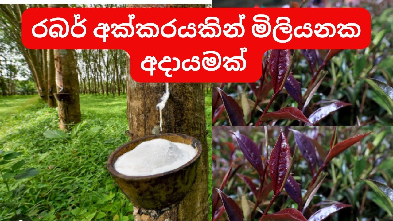 රබර් අක්කරයකින් වසරකට මිලියනයක්|Tea Intercropping With Rubber | Over ...