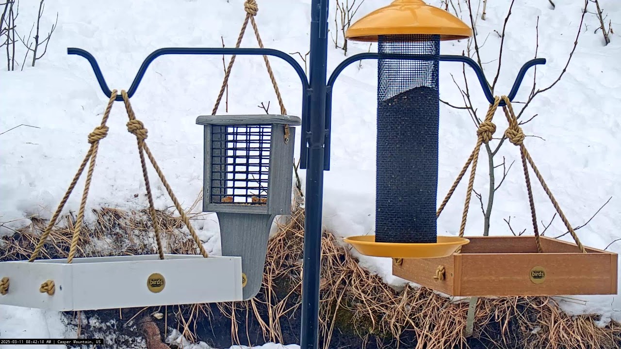 Backyard Birdwatching Bonanza from Flocking Around Bird FeederCam! - 03 ...
