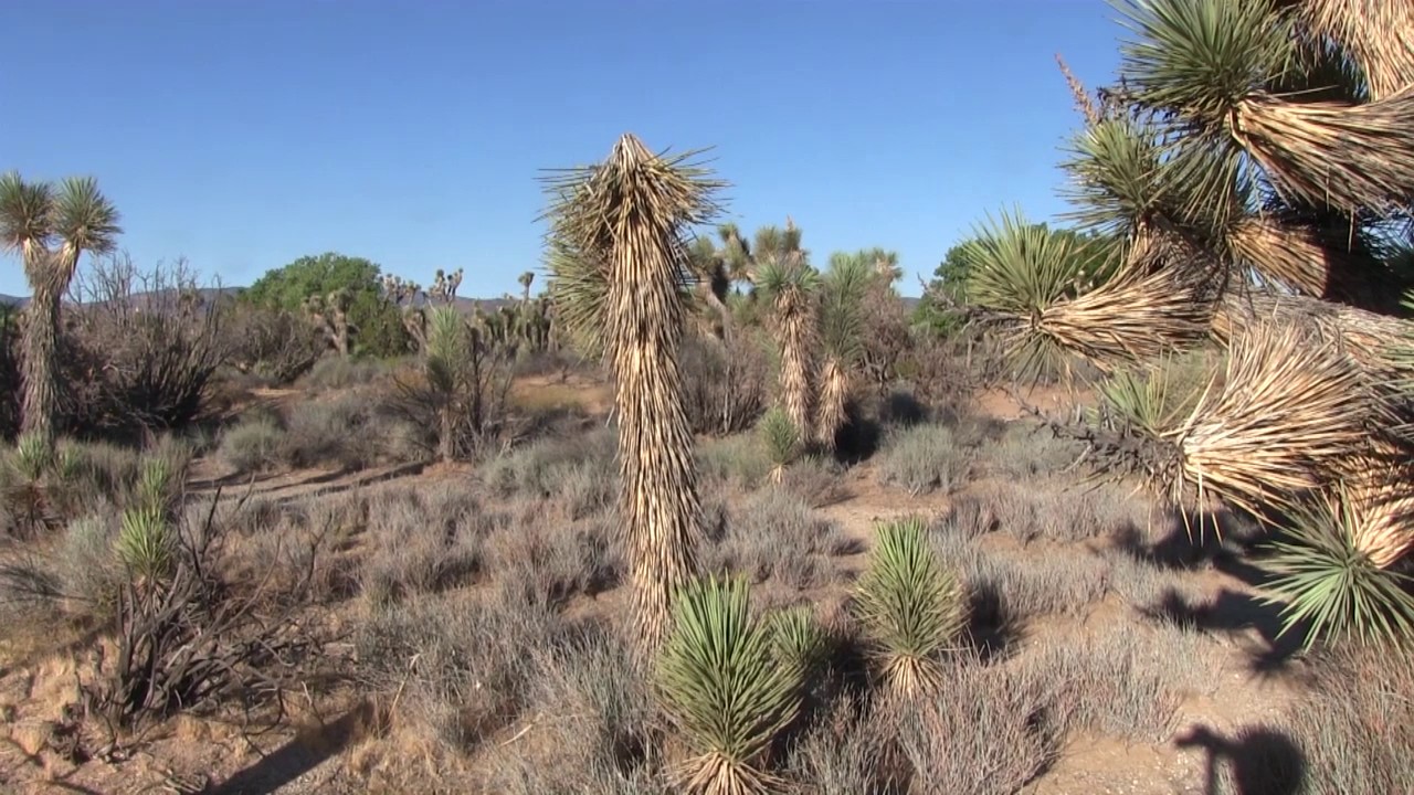 Prime Desert Woodland Preserve in Lancaster - YouTube
