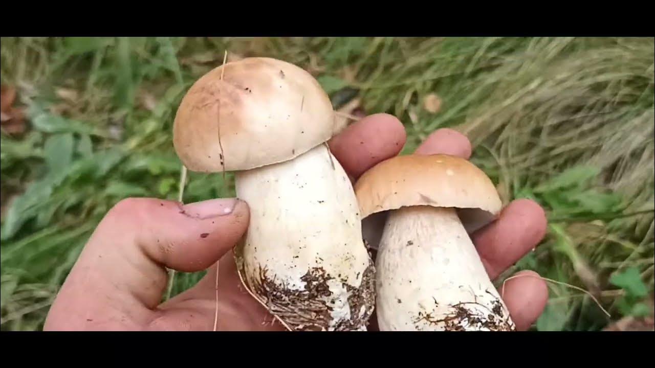 Карпати.Грабалка.Знайшов Царського гриба.Корбан(Кателазма Царська ...