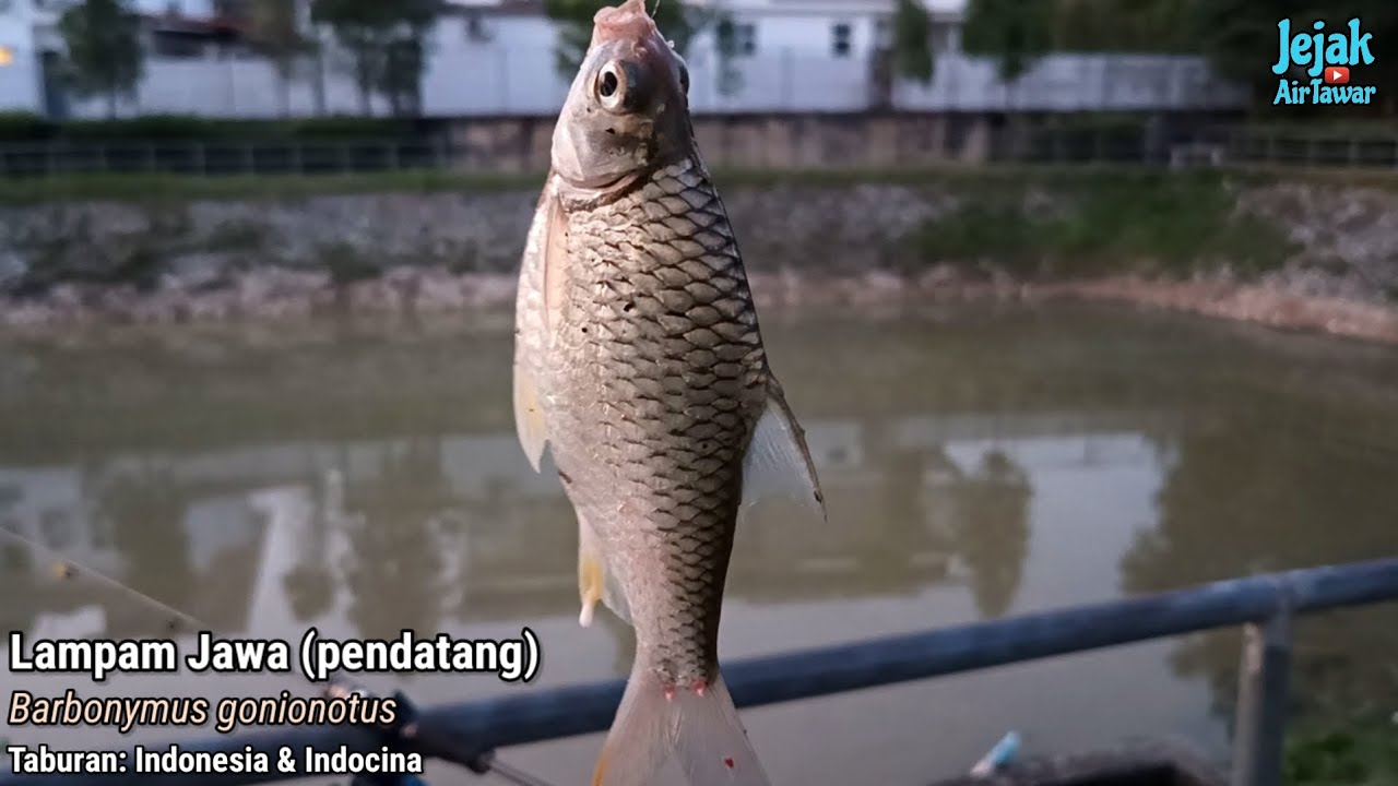 Cara mudah untuk mengenali ikan Lampam Jawa (pendatang) - YouTube