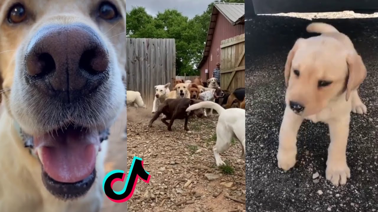 LABRADOR RETRIEVER FUNNY VIDEOS 🐕 GOLDEN RETRIEVER CUTE TIKTOK TREND ...