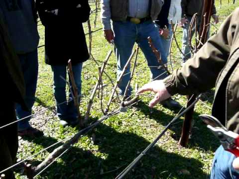 How to Prune a Wine Grape Vine (Spur Pruning) - 3 of 5 - YouTube