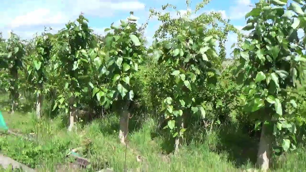 A Big And Expensive Problem With Invasive Hybrid Poplar Trees In The ...