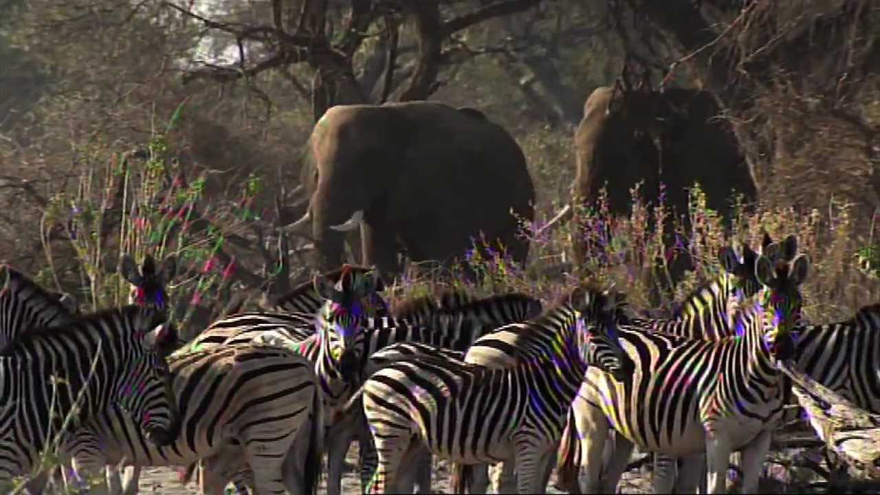 SOS Animaux en Danger - Les Pachydermes - YouTube