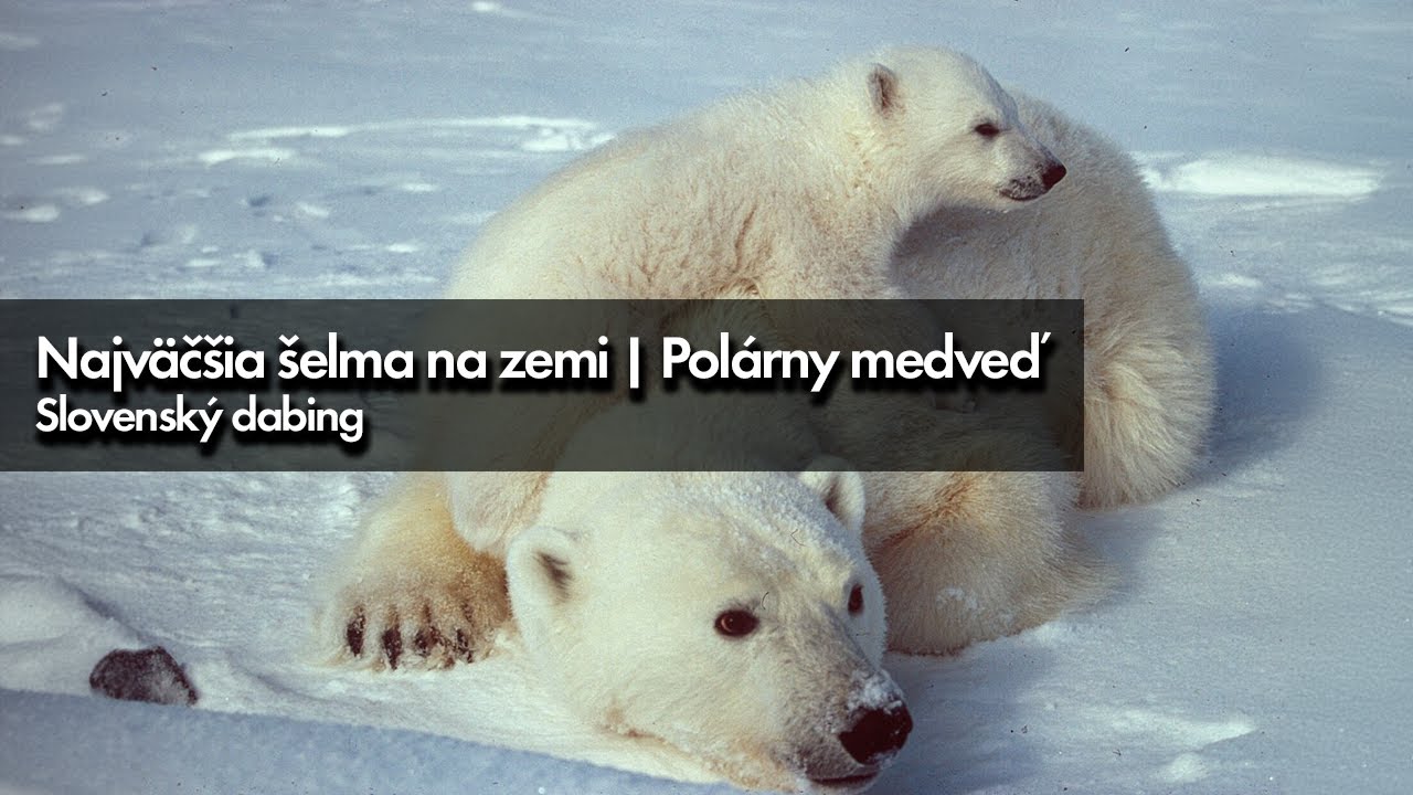 Najväčšia šelma na zemi | Polárny medveď | Slovenský dabing | # ...