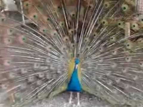 pavo real en Puerto Rico - YouTube