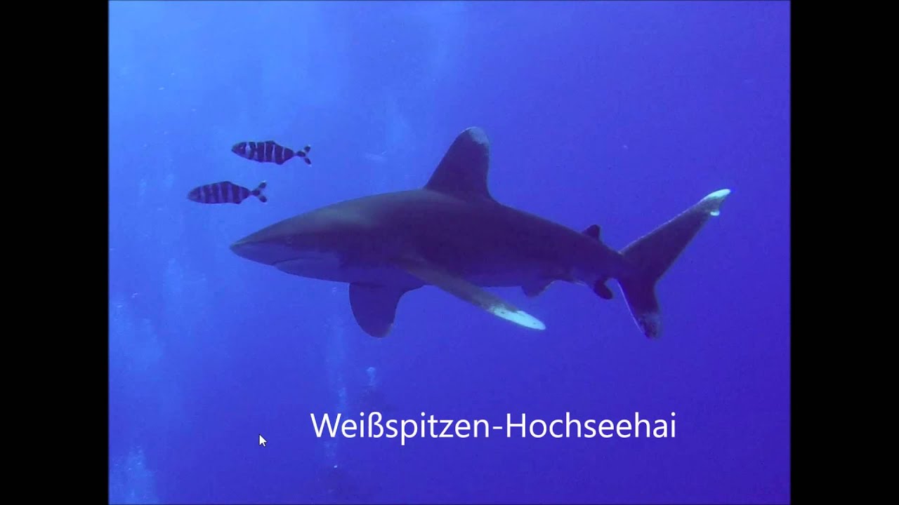 Rote Meer Haie am Daedalus Riff - YouTube