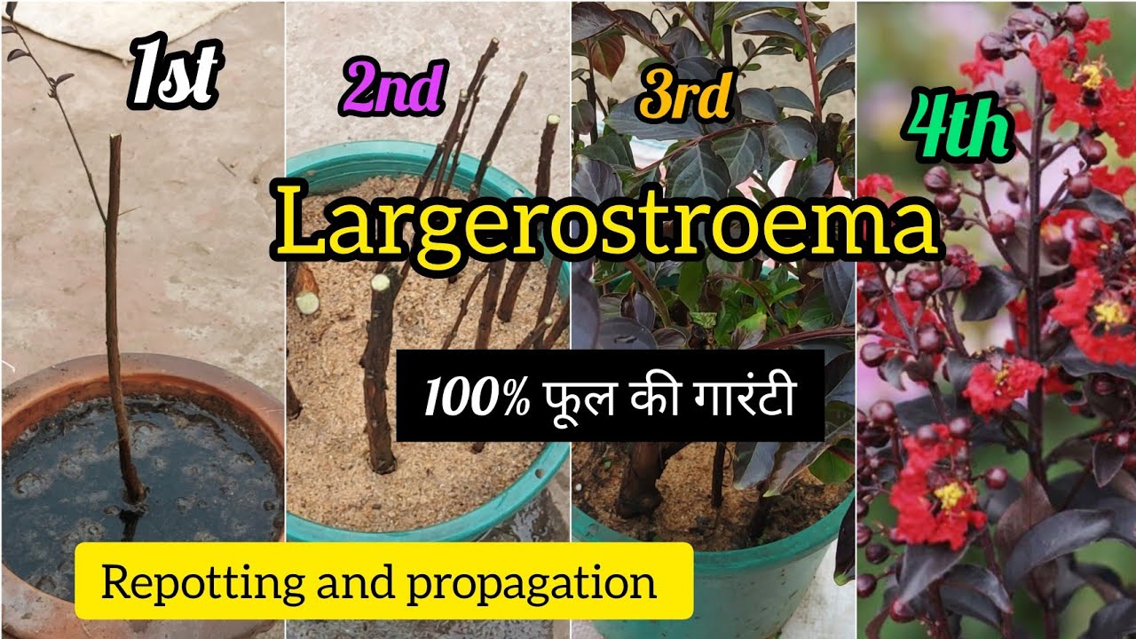 How to grow largerstroemia plant, expert opinion || Care and ...