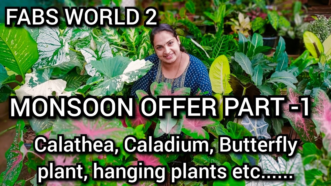 Monsoon offer part 1 Calathea, Caladium, Butterfly plants, Hanging ...