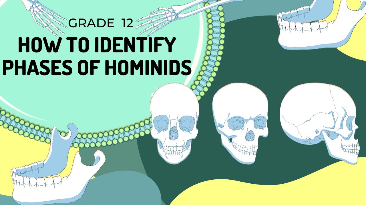 Phases of Hominids | How to identify them - YouTube