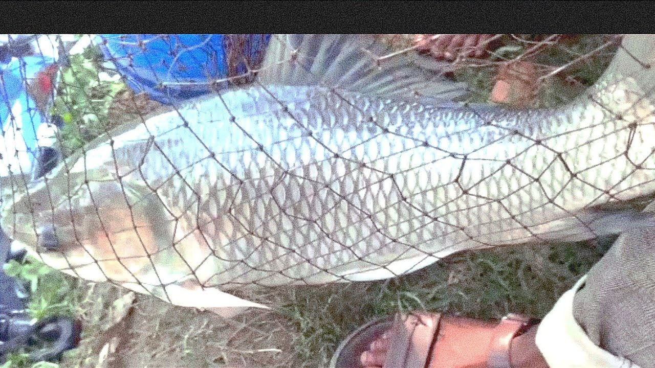 Amazing hook Fishing ।Catching big Fish। (Part-2) - YouTube