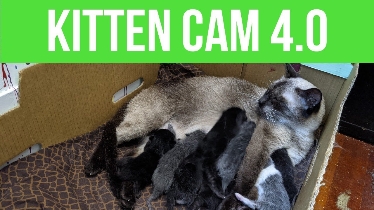 Kitten Cam 4.0 - Night 4: 9 kittens growing up - YouTube