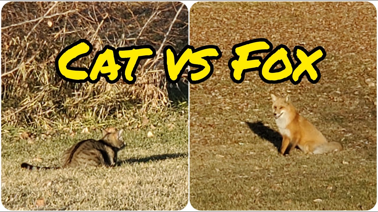Cat vs Fox - YouTube