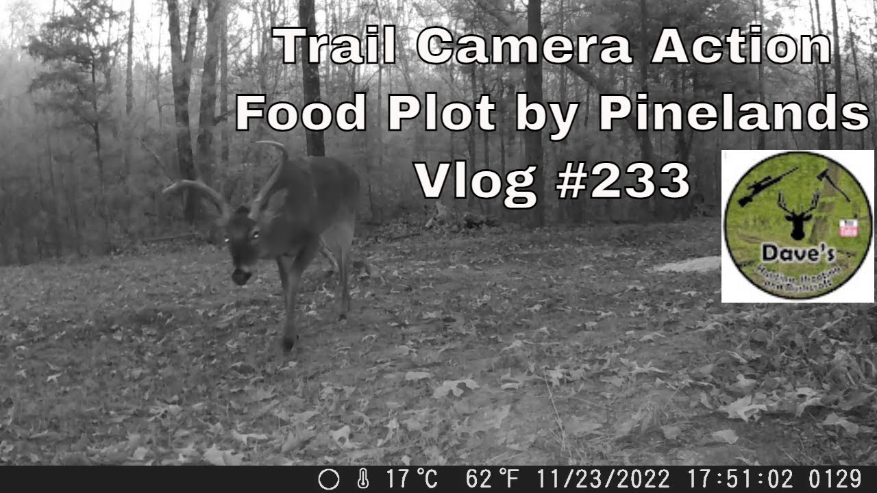 Trail Camera Action Food Plot Pinelands December 2, 2022 - Vlog #233 ...