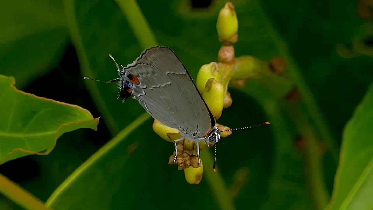 Hairstreak - Double-Headed Butterfly - YouTube